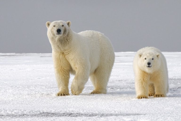 Polar Bears Could Go Extinct by 2100 - Earth.Org Kids