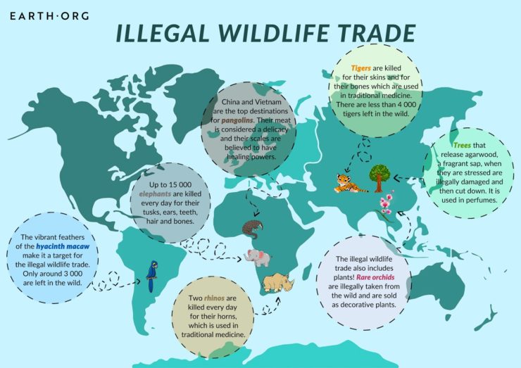 What is The Illegal Wildlife Trade? - Earth.Org Kids