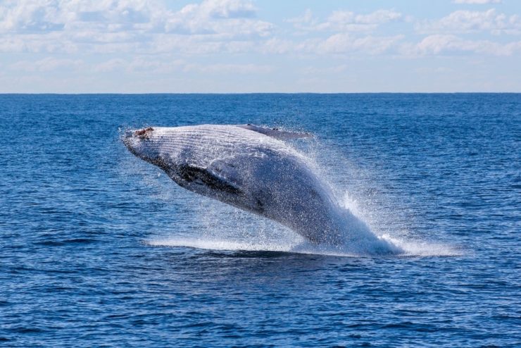 Blue Whales are Making a Comeback in the Atlantic - Earth.Org Kids