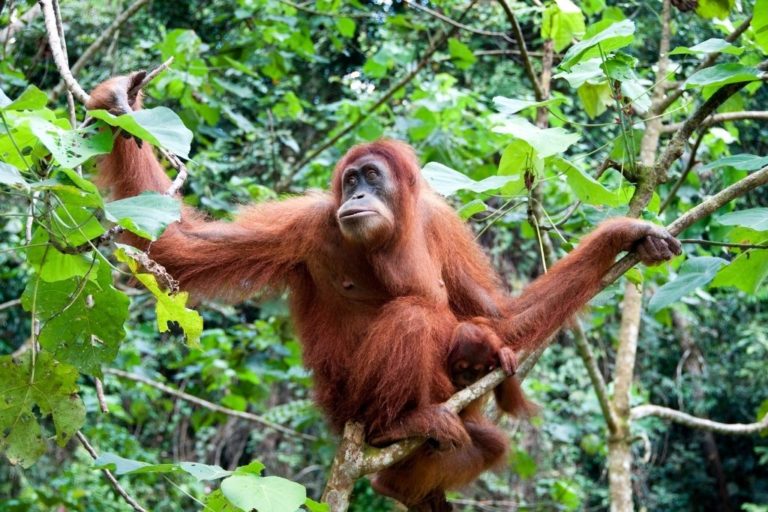 5 of the Most Endangered Animals in the World - Earth.Org Kids