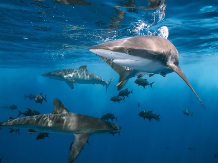 5 of the Most Endangered Animal Species in the Ocean - Earth.Org Kids