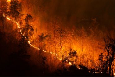 7 Interesting Wildfires Facts for Kids - Earth.Org Kids