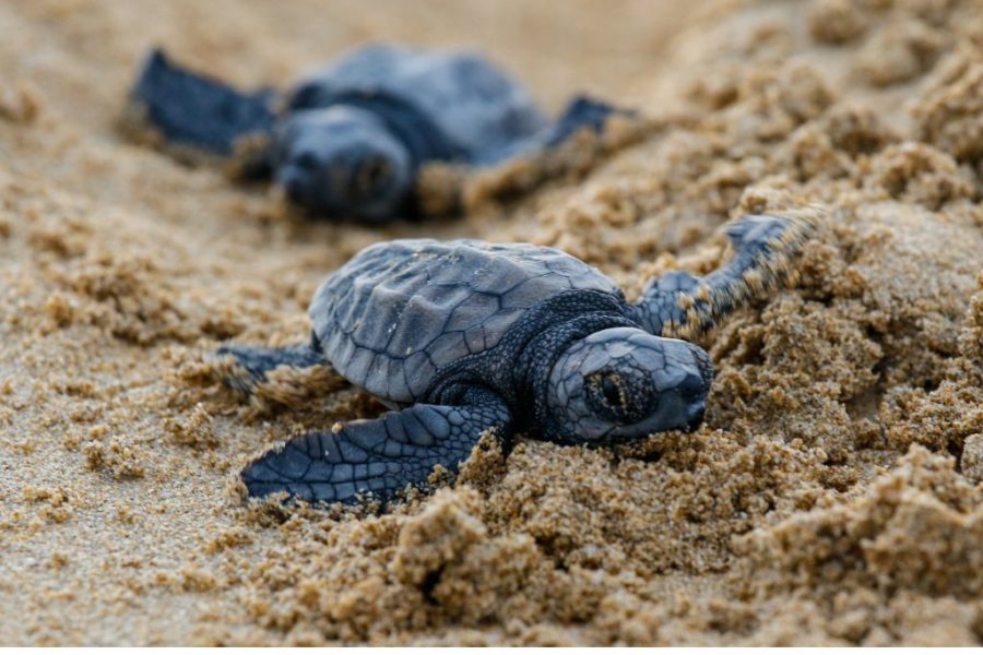 8 Interesting Sea Turtles Facts for Kids - Earth.Org Kids