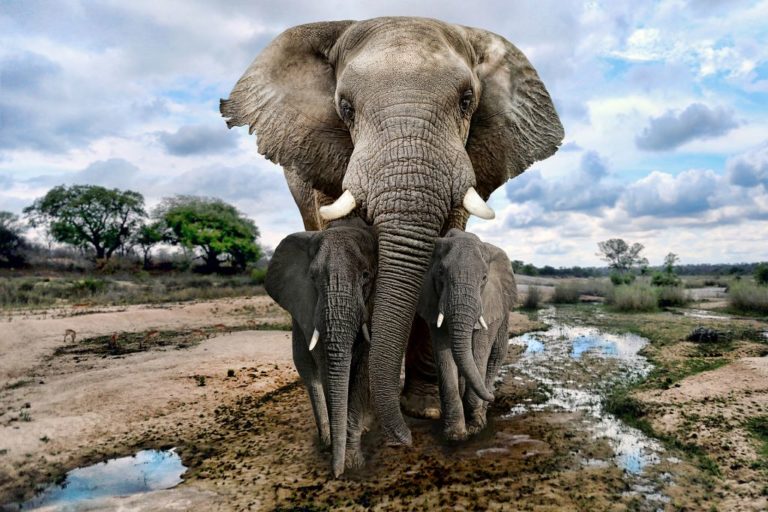 6 Interesting Elephant Facts for Kids - Earth.Org Kids