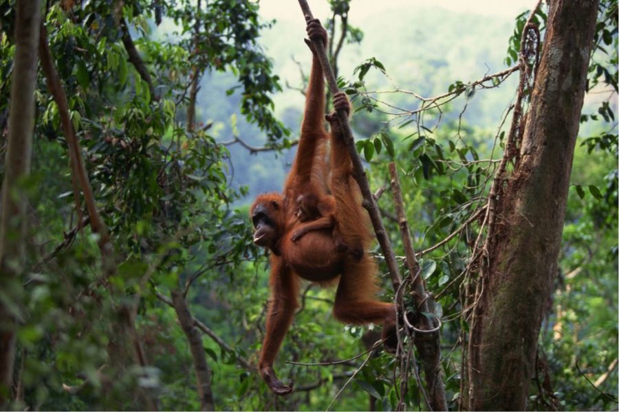5 Fascinating Facts about Orangutans for Kids - Earth.Org Kids