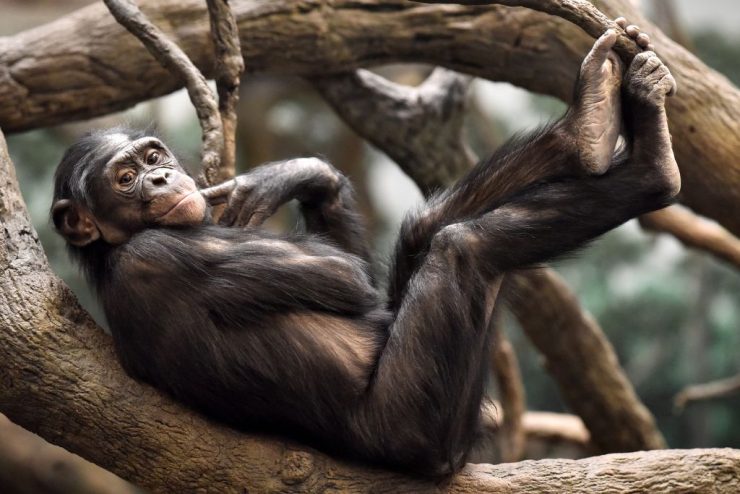 5 Fun Facts About Bonobos - Earth.Org Kids