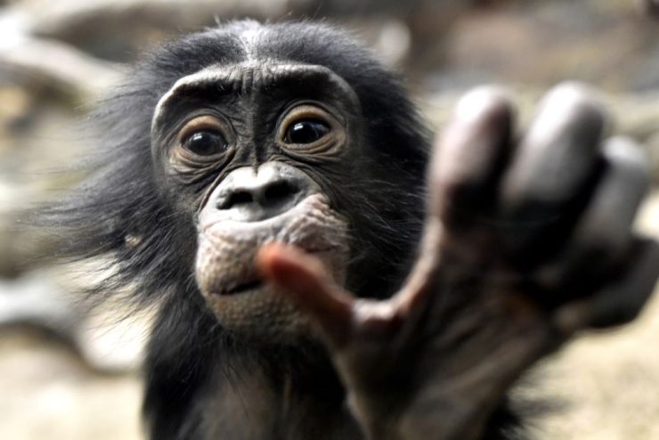 5 Fun Facts About Bonobos - Earth.Org Kids