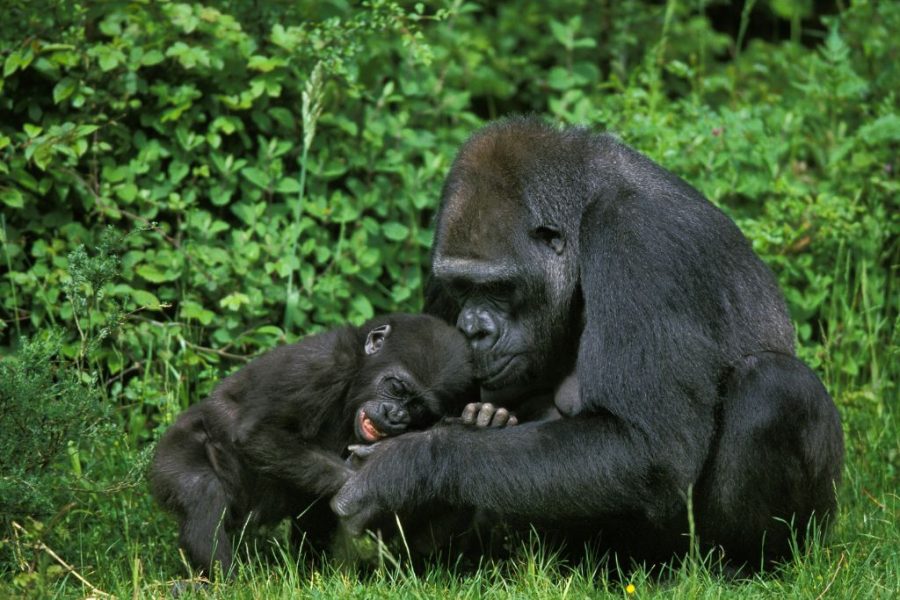 5 Cool Facts About the Congo Basin - Earth.Org Kids