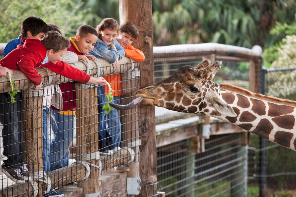 Are Zoos Good or Bad for Animals? - Earth.Org Kids