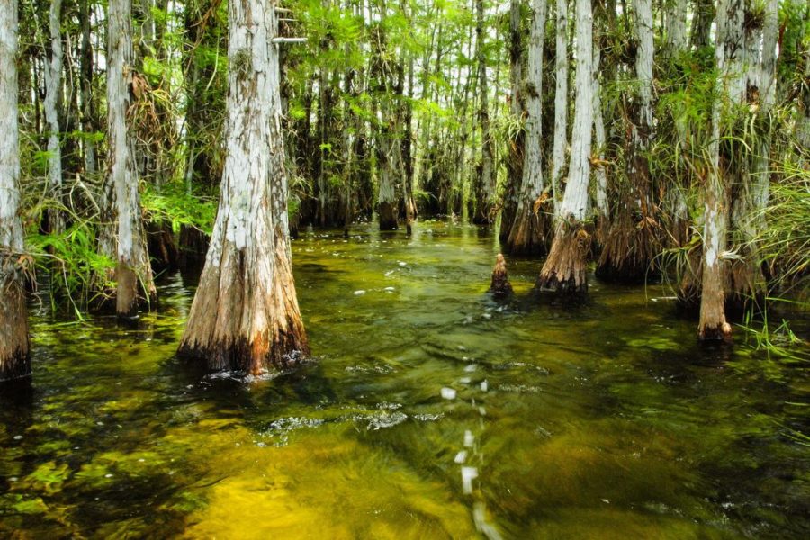 Everglades: 5 Facts About this Wild Habitat - Earth.Org Kids