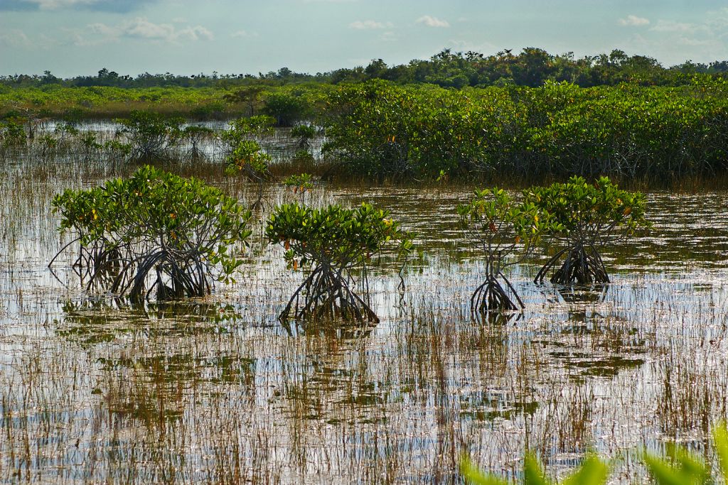 Everglades: 5 Facts About this Wild Habitat - Earth.Org Kids